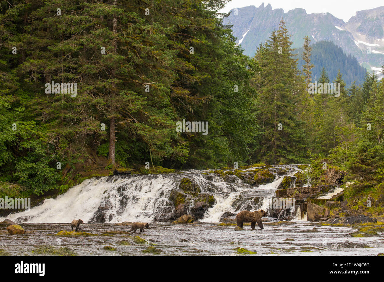 Tongass National Forest Hi res Stock Photography And Images Alamy Tongass National Forest Hi res Stock Photography And Images Alamy
