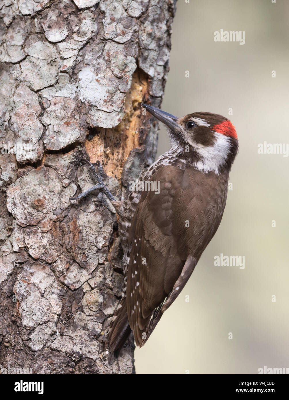 Brown woodpecker hi-res stock photography and images - Alamy