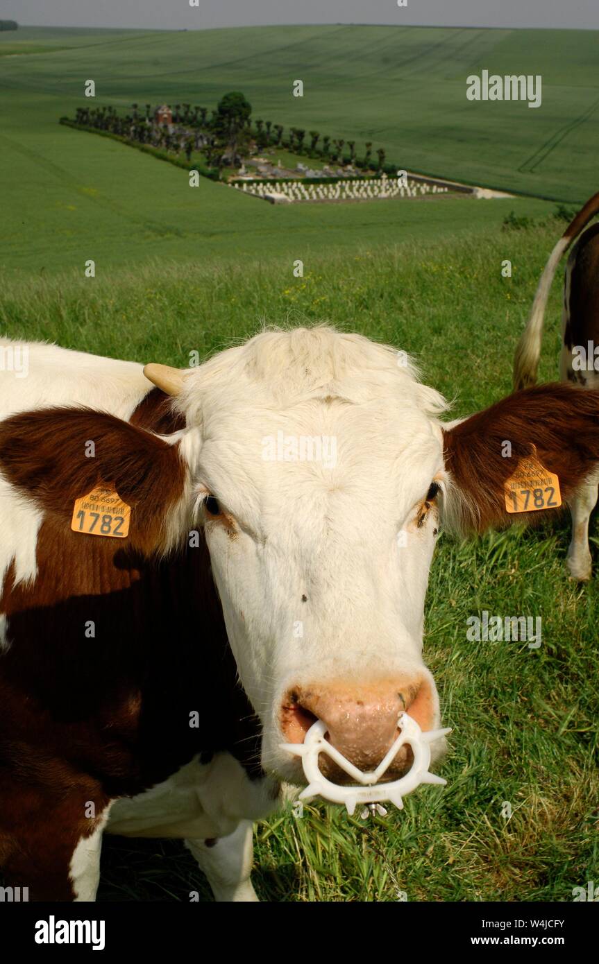 Green feilds of picardy hi-res stock photography and images - Alamy