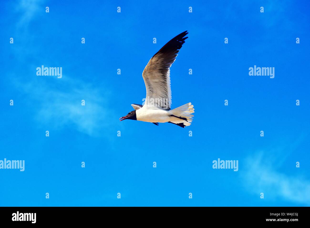 Segal bird hi-res stock photography and images - Alamy