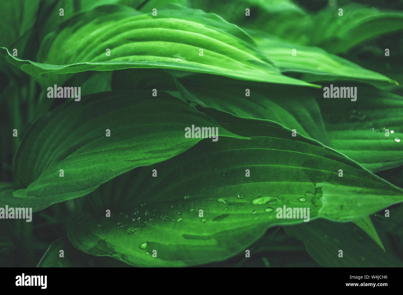 Beautiful vegetable background from the leaves of Hosta after a rain ...