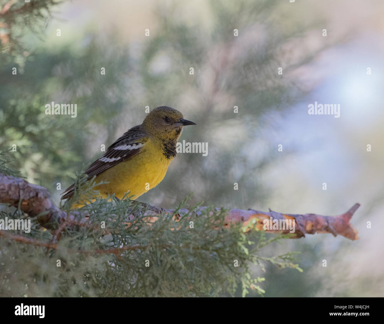 A Female Scott's Oriole in a Tree Stock Photo - Alamy