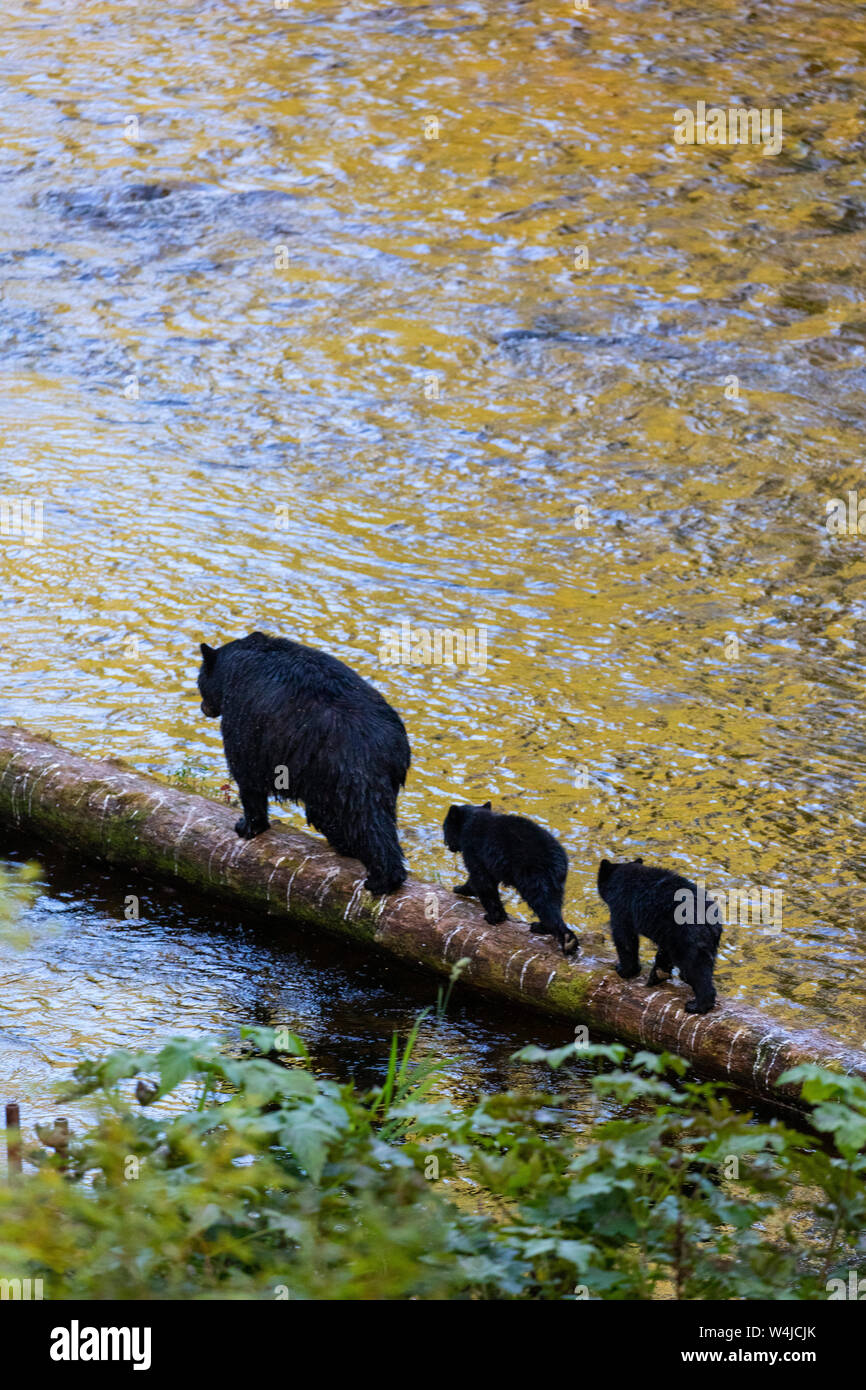 Black bear sow and cubs, Anan Creek Wildlife Viewing site, Tongass ...