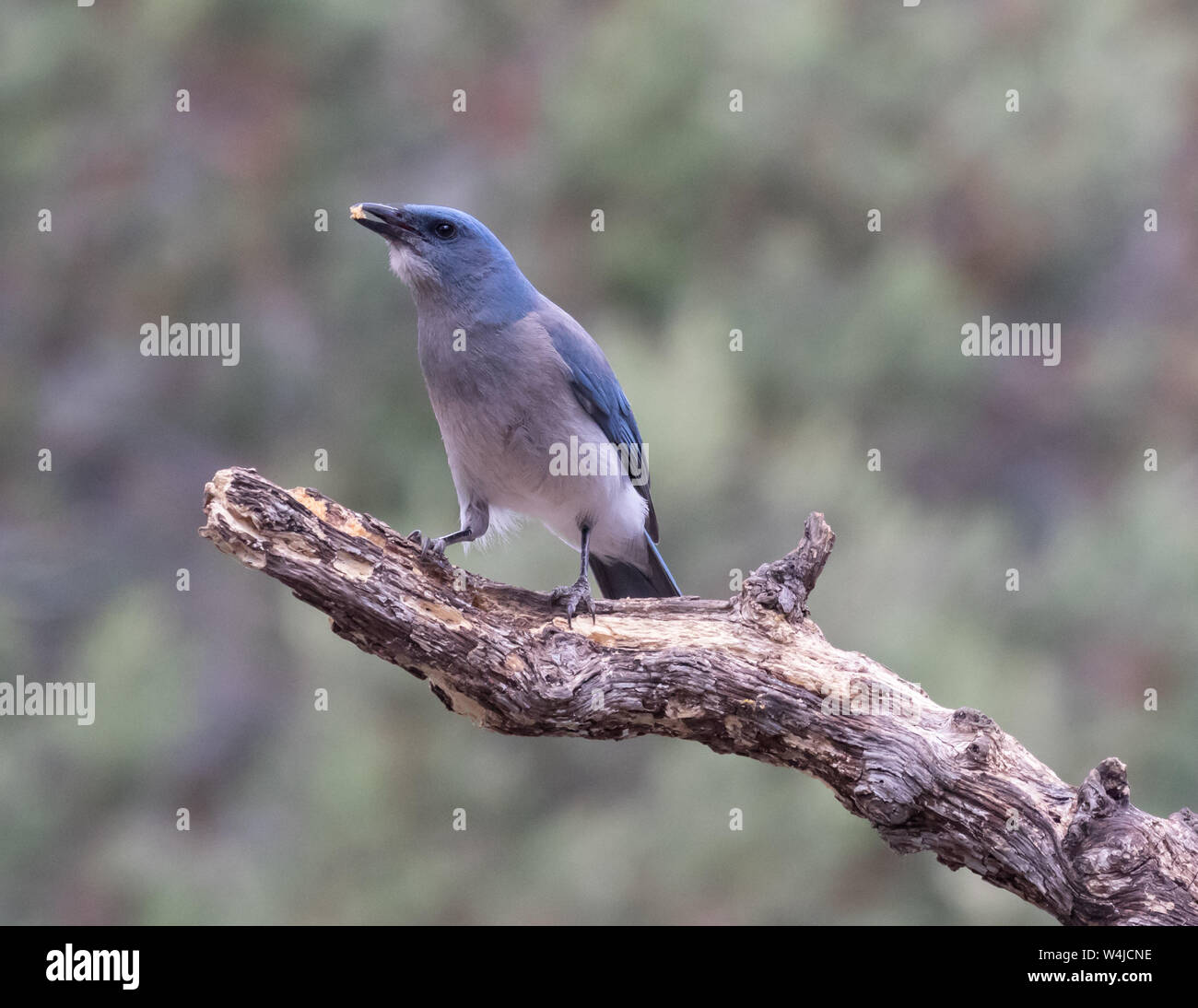 Mexican Jay Bird Stock Photo - Alamy