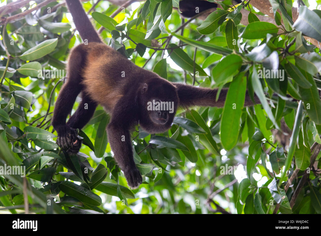 Howler monkey, Tamarindo, Costa Rica Stock Photo - Alamy