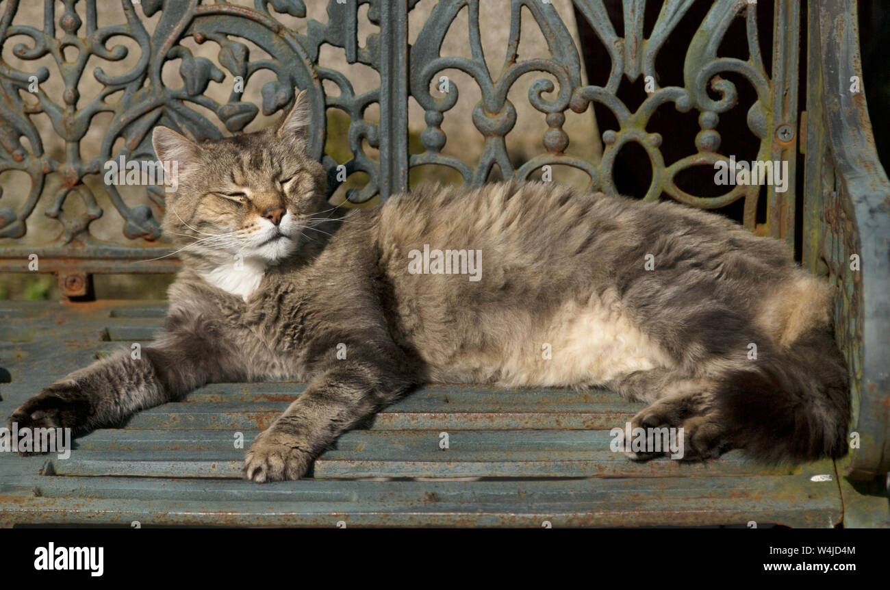 Cat snoozing in the sun on an iron garden seat Stock Photo - Alamy