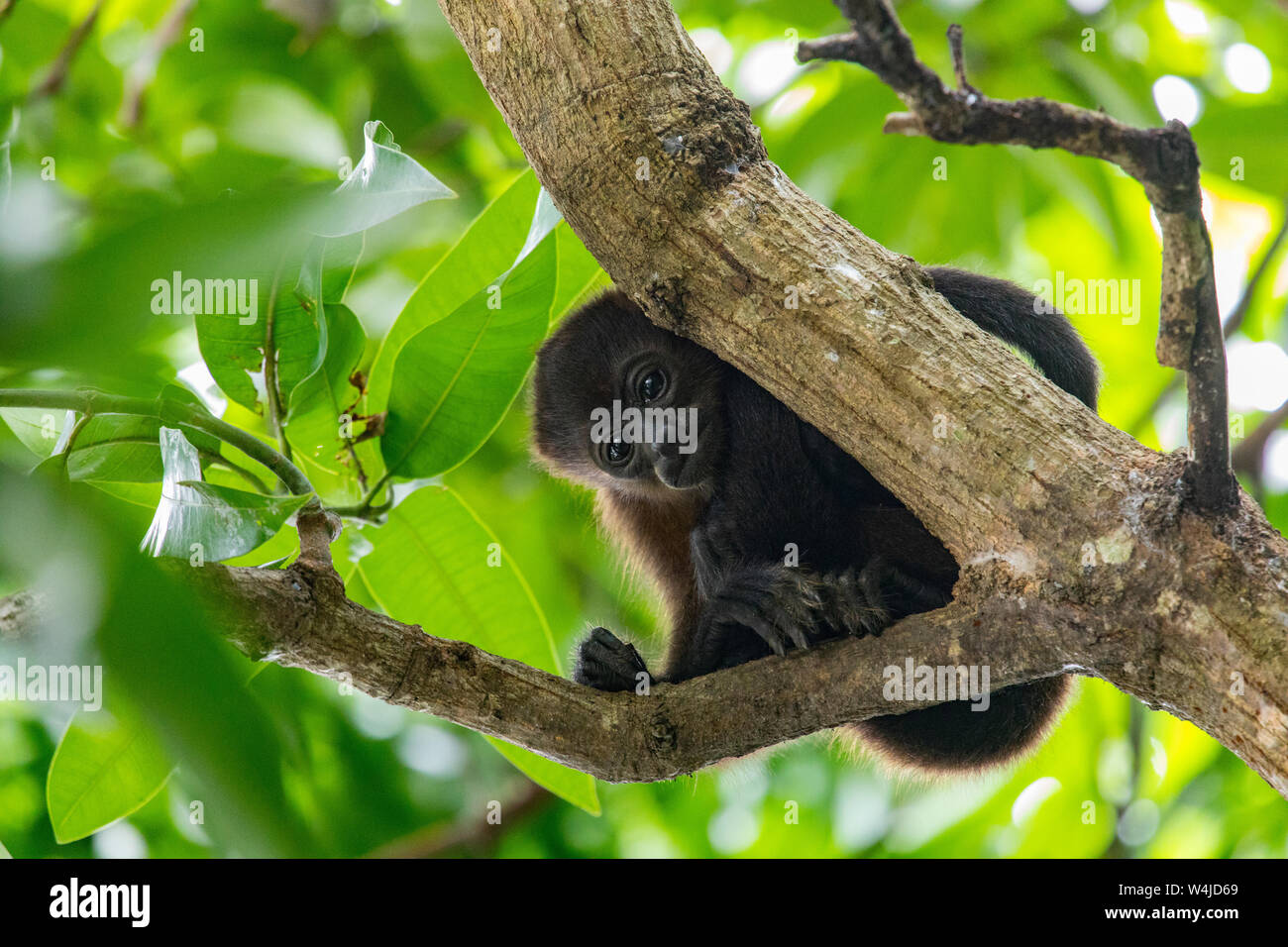 Howler monkey, Tamarindo, Costa Rica Stock Photo - Alamy