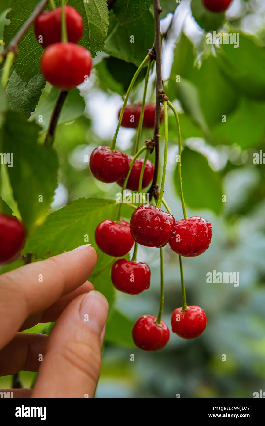 Tree fingers hi-res stock photography and images - Alamy