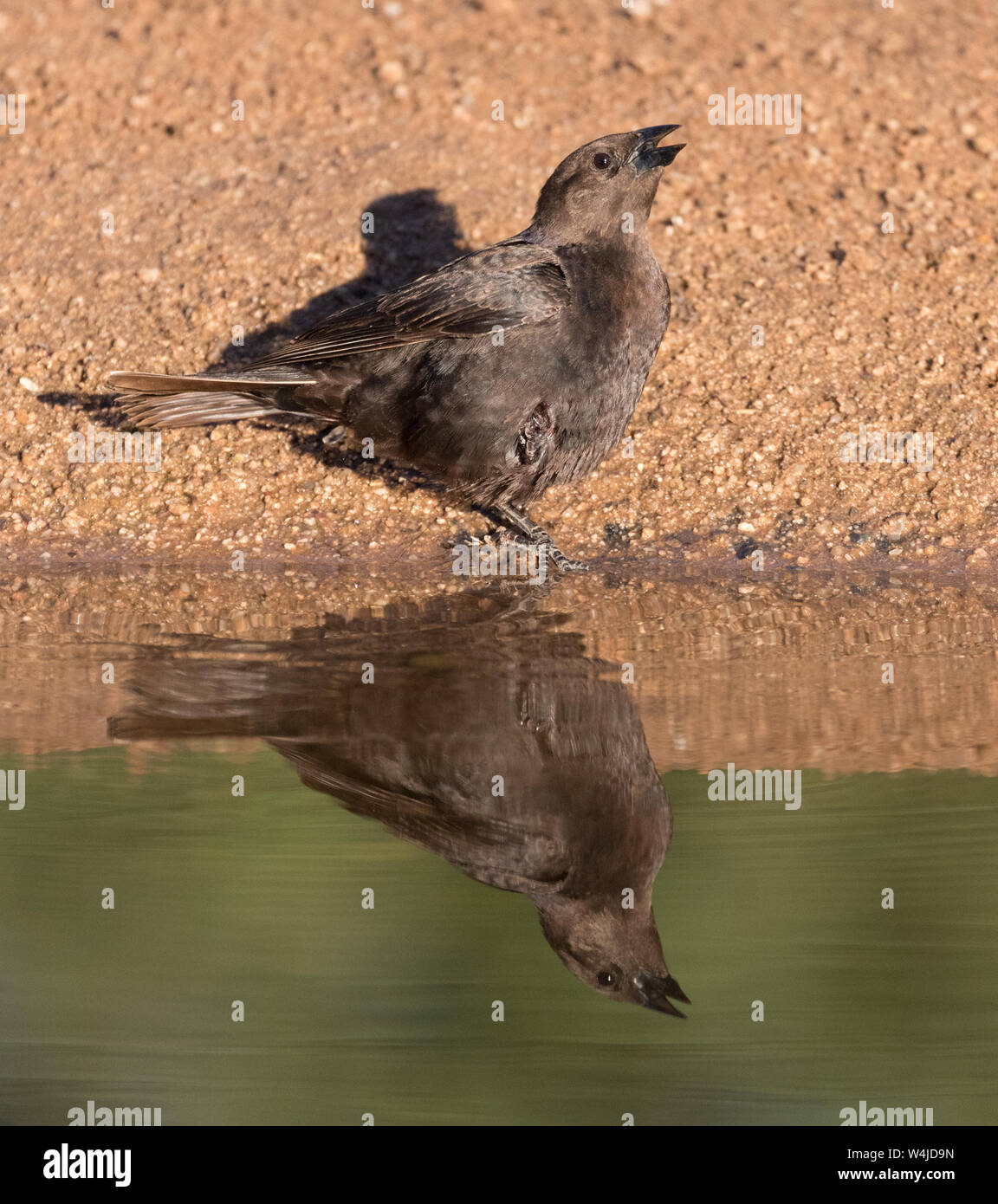 Female Bronzed Cowbird Stock Photo - Alamy
