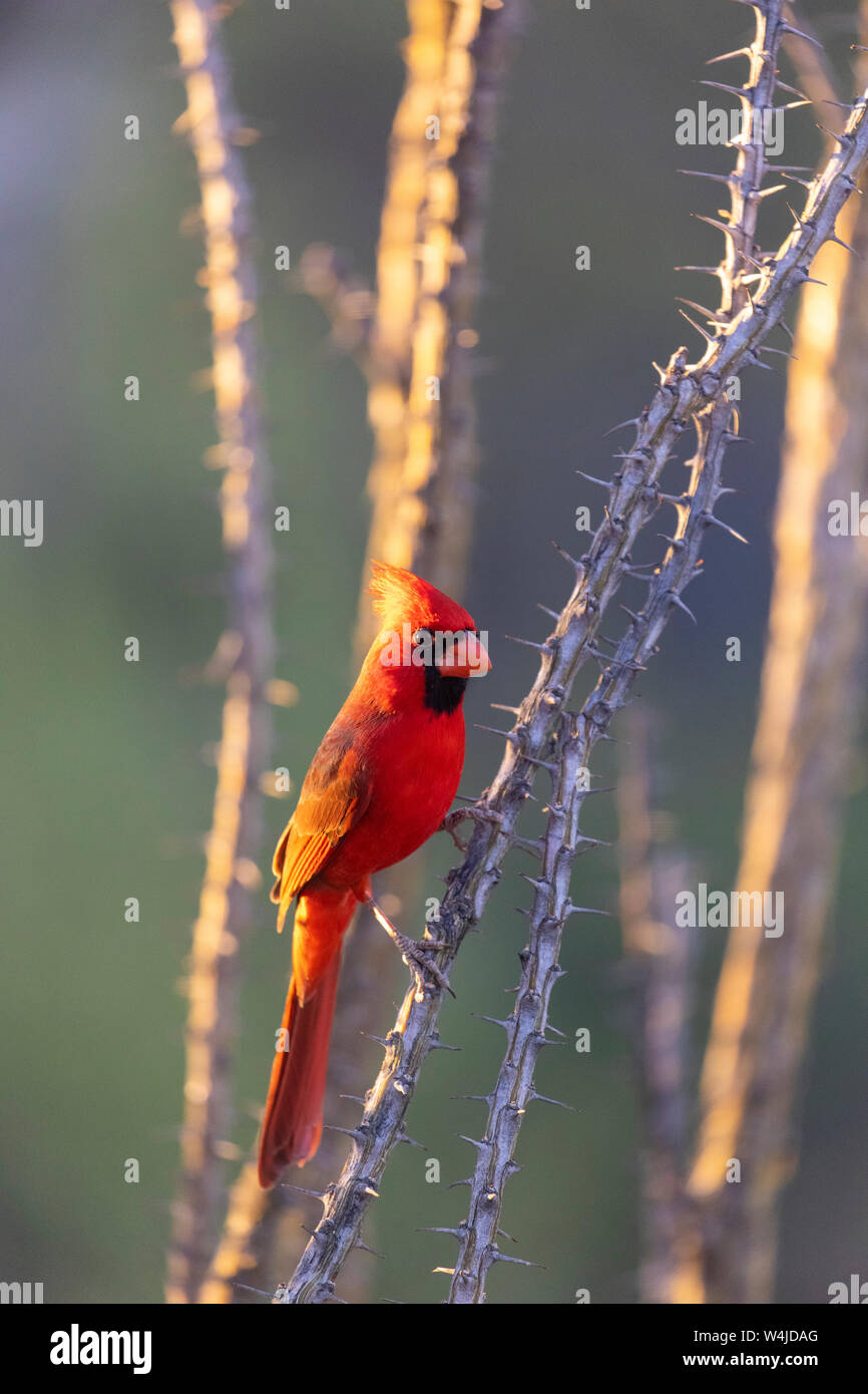 Desert cardinal hi-res stock photography and images - Alamy
