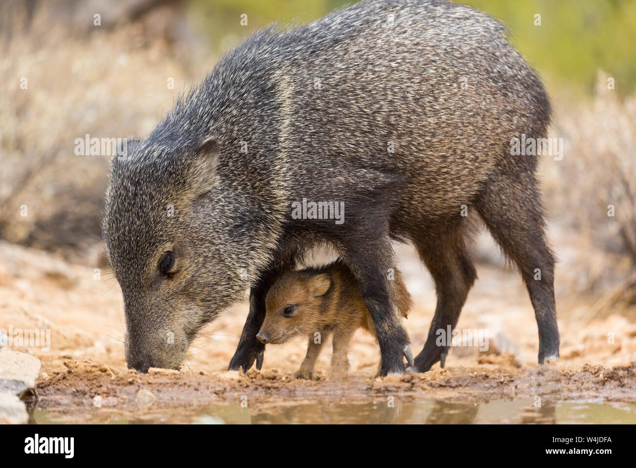 Arizona javelina hi-res stock photography and images - Alamy