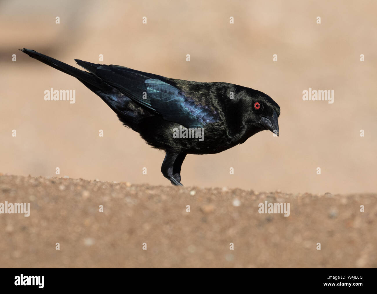 Red eye cowbird hi-res stock photography and images - Alamy