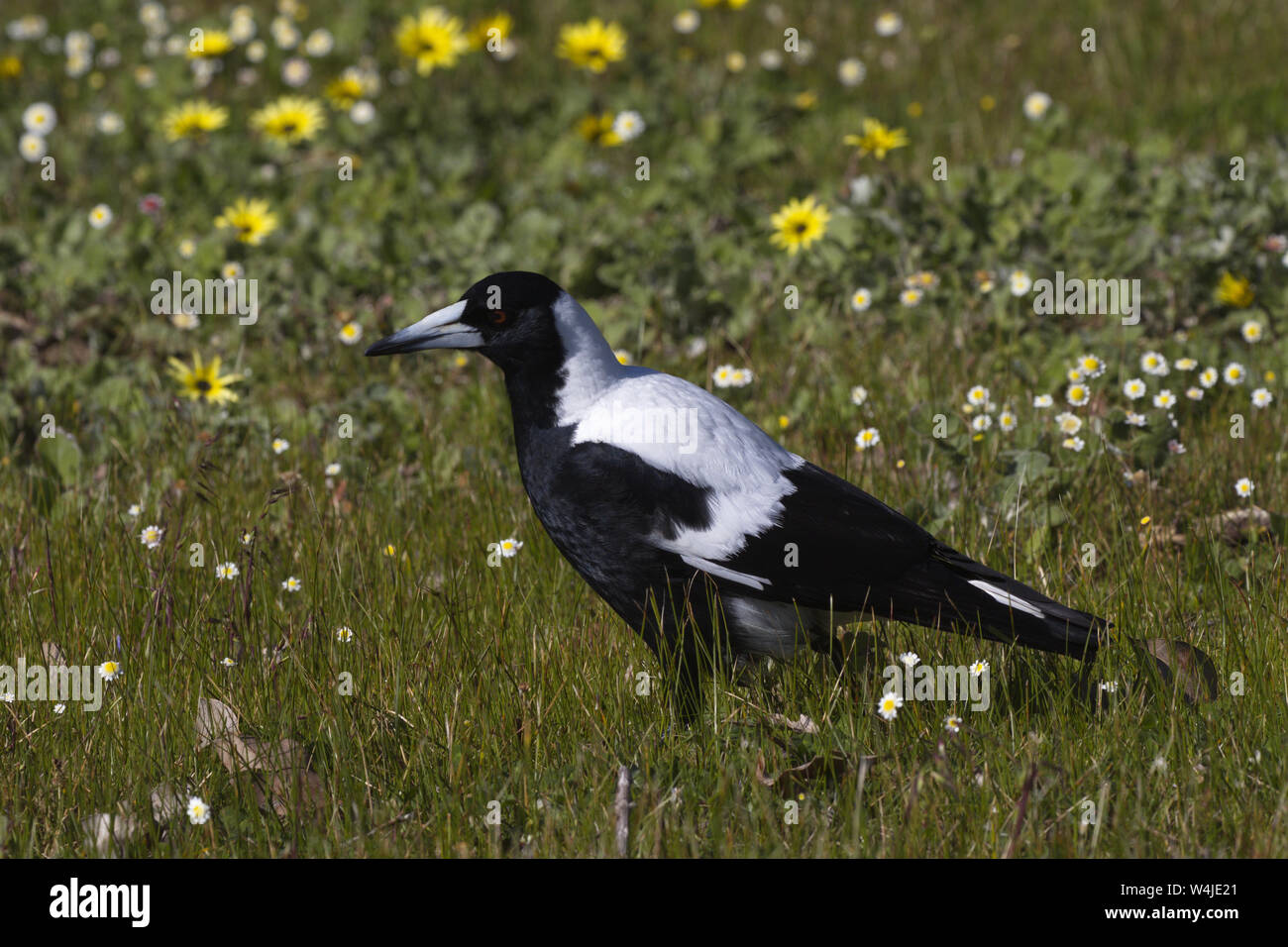 Australian magpie is sunlit in field of wildflowers in Western ...