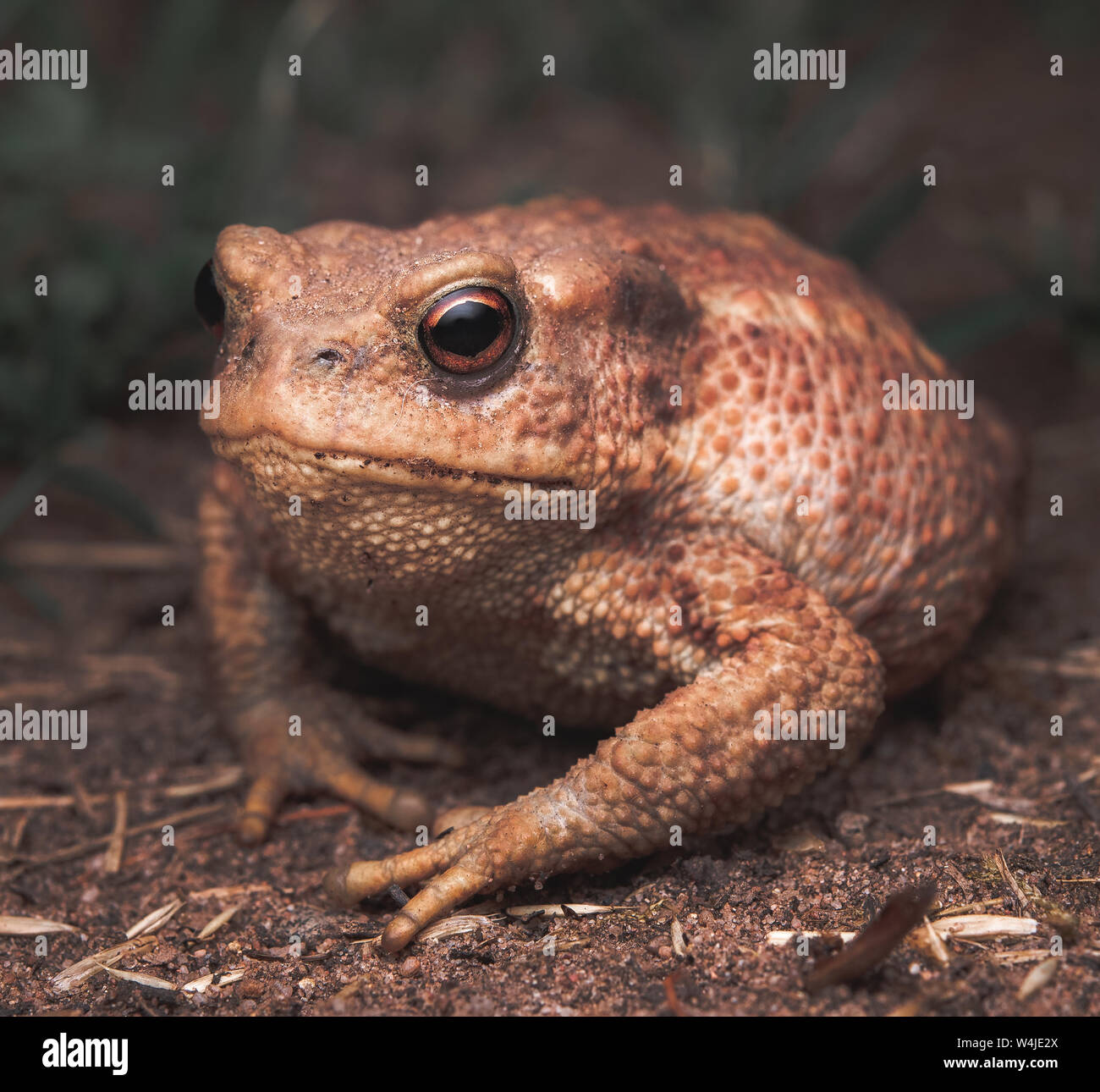 European Common Toad ( Bufo bufo Stock Photo - Alamy