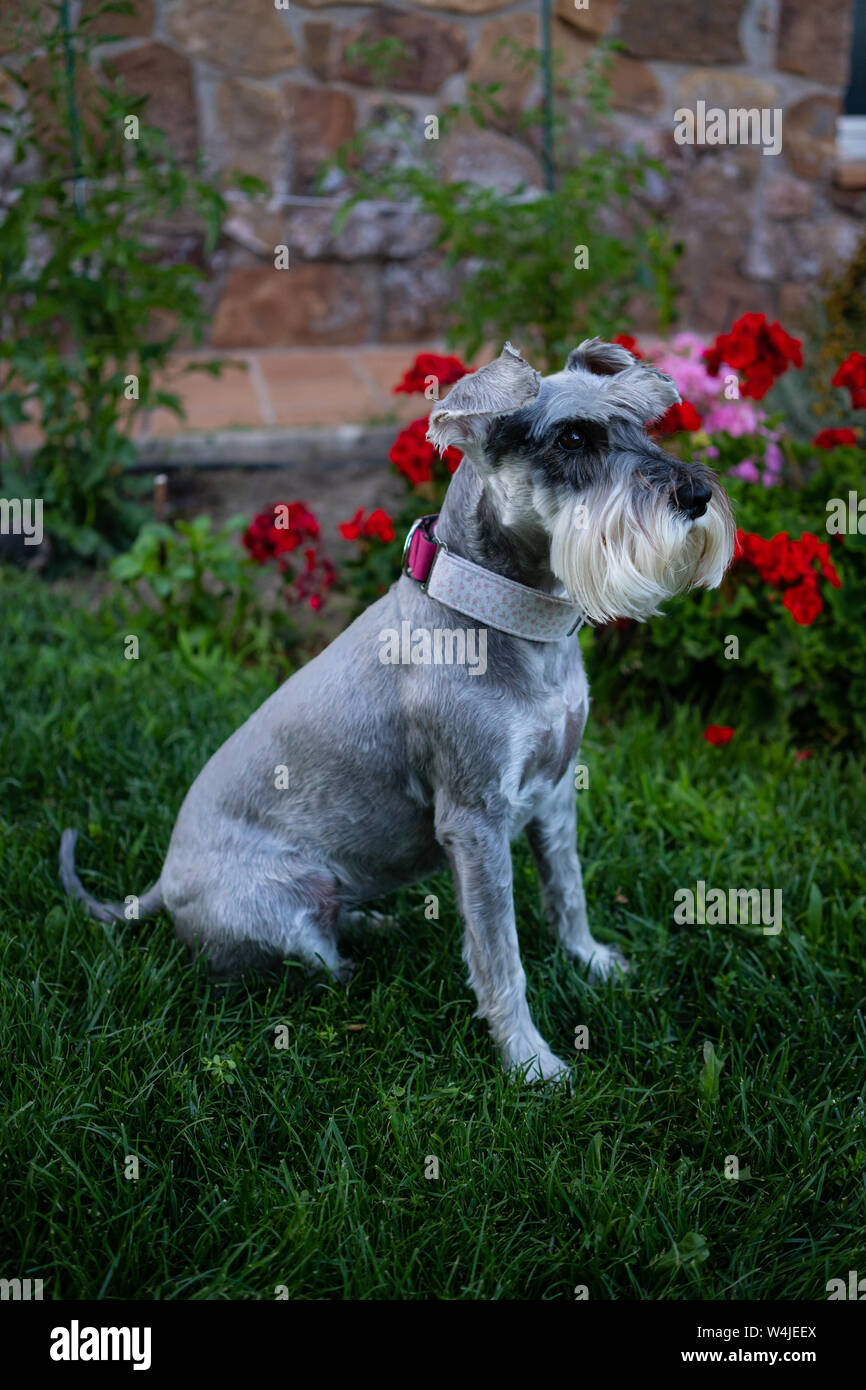 Miniature Schnauzer Sitting High Resolution Stock Photography and ...