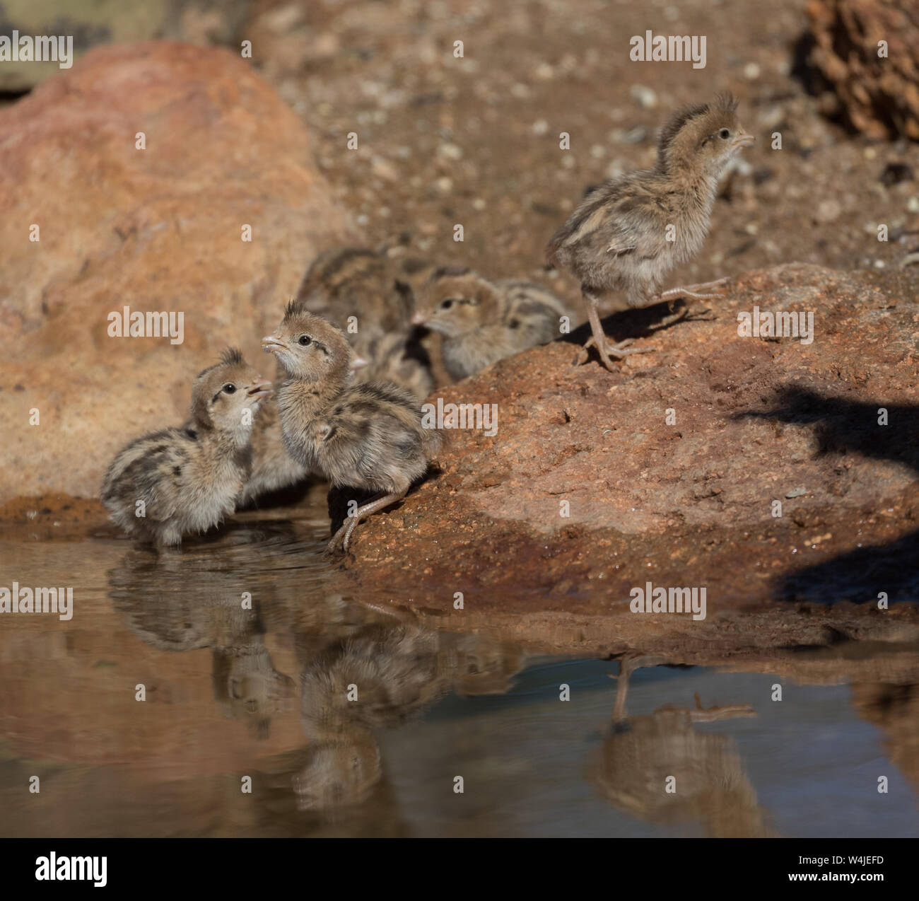 Gambel's quail saguaro cactus hi-res stock photography and images - Alamy
