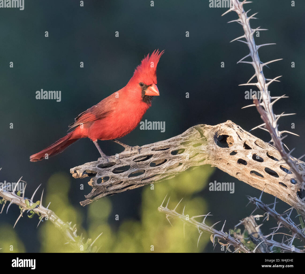 Male Northern Cardinal in Arizona Stock Photo - Alamy