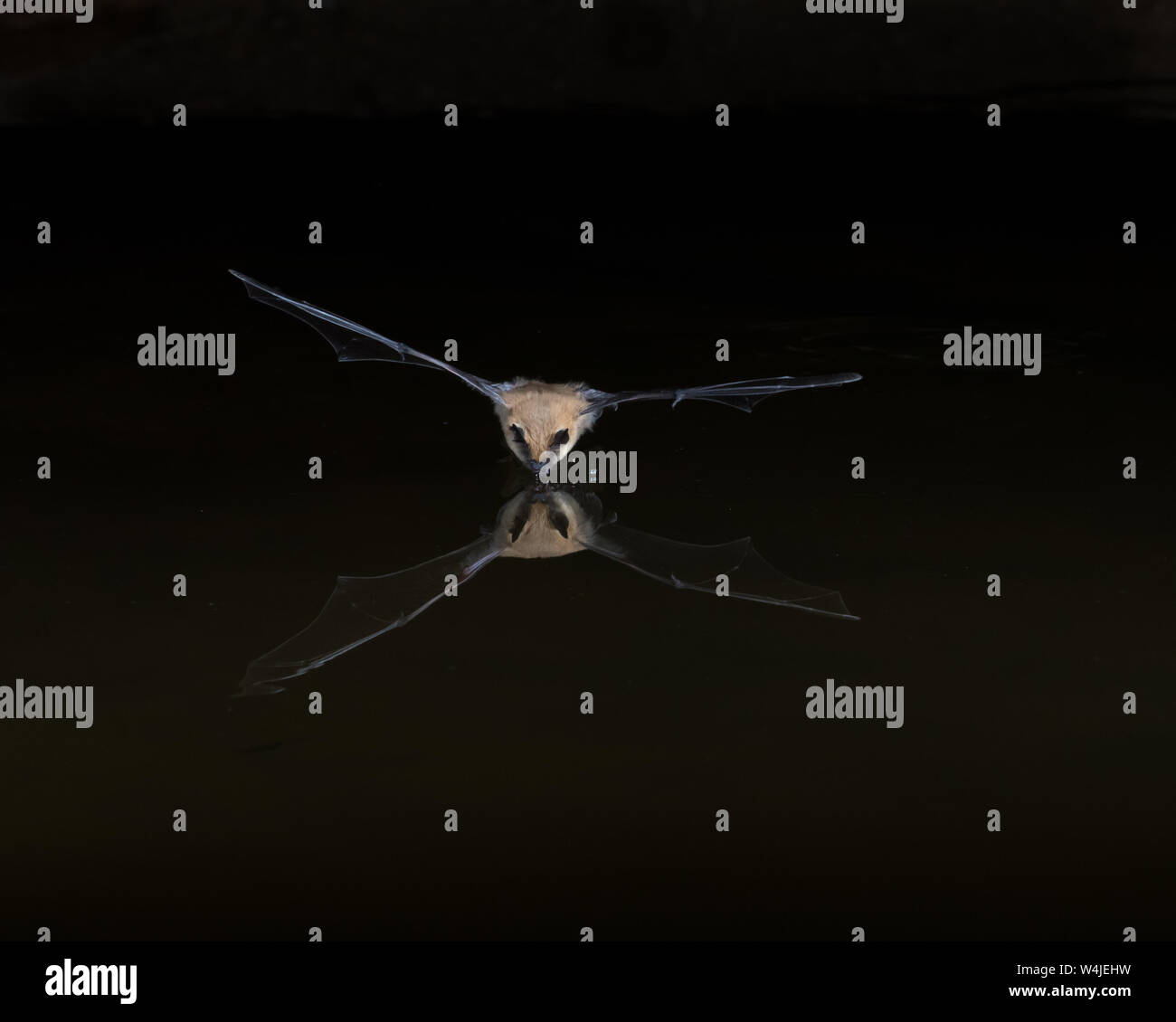 Bat eating insects hi-res stock photography and images - Alamy