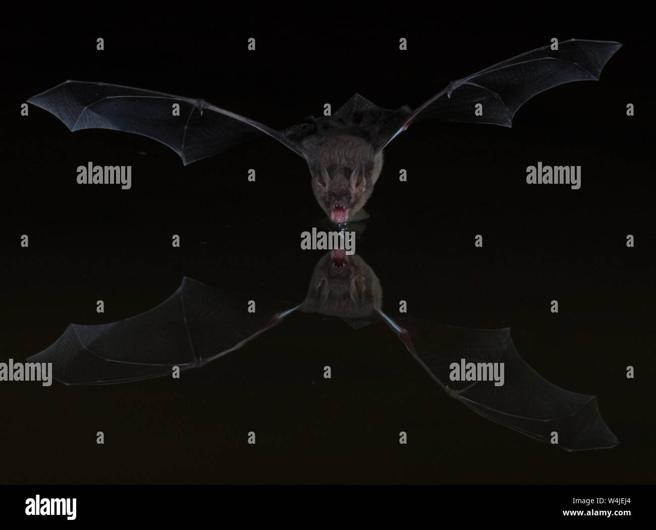 Bat eating insects hi-res stock photography and images - Alamy