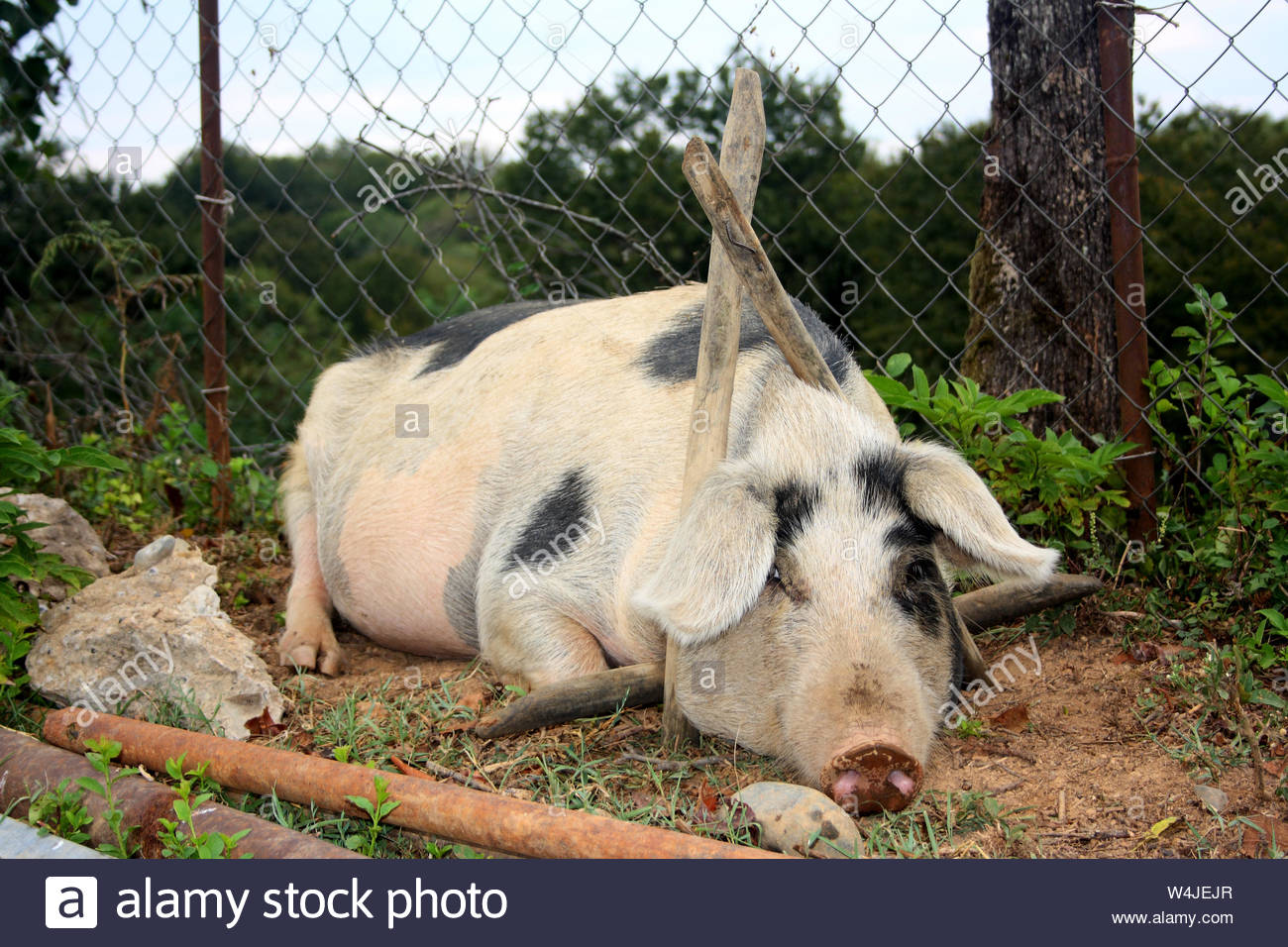 Gilts High Resolution Stock Photography and Images - Alamy