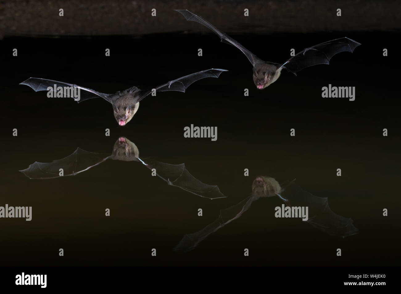 Bat eating insects hi-res stock photography and images - Alamy