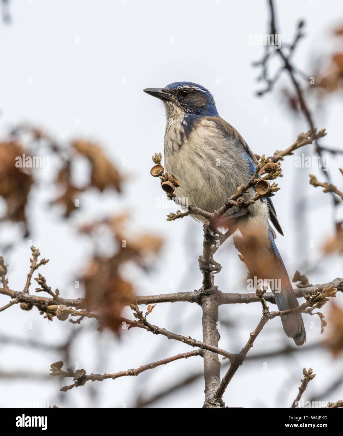 A Mexican Jay in Arizona Stock Photo - Alamy