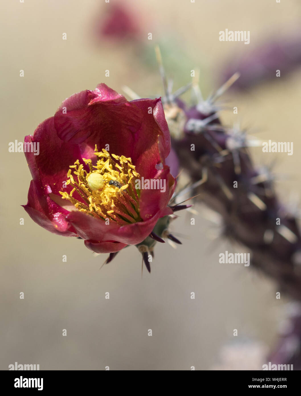 Edible wildflowers hi-res stock photography and images - Alamy