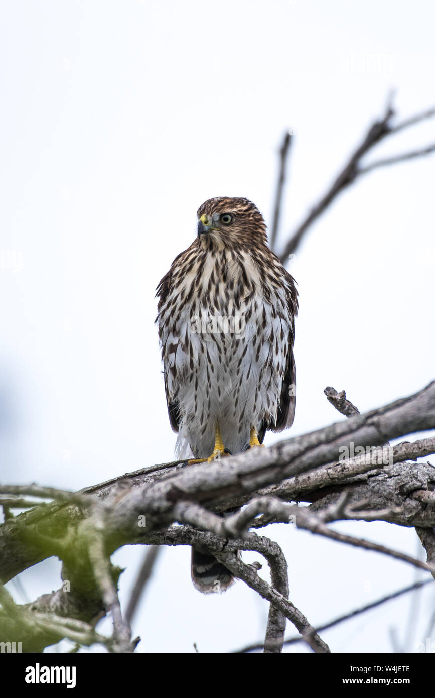 High alert bird hi-res stock photography and images - Alamy