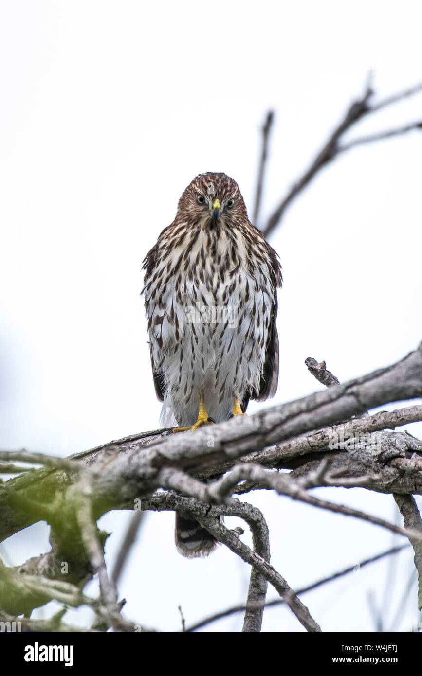 Cooper straight hi-res stock photography and images - Alamy