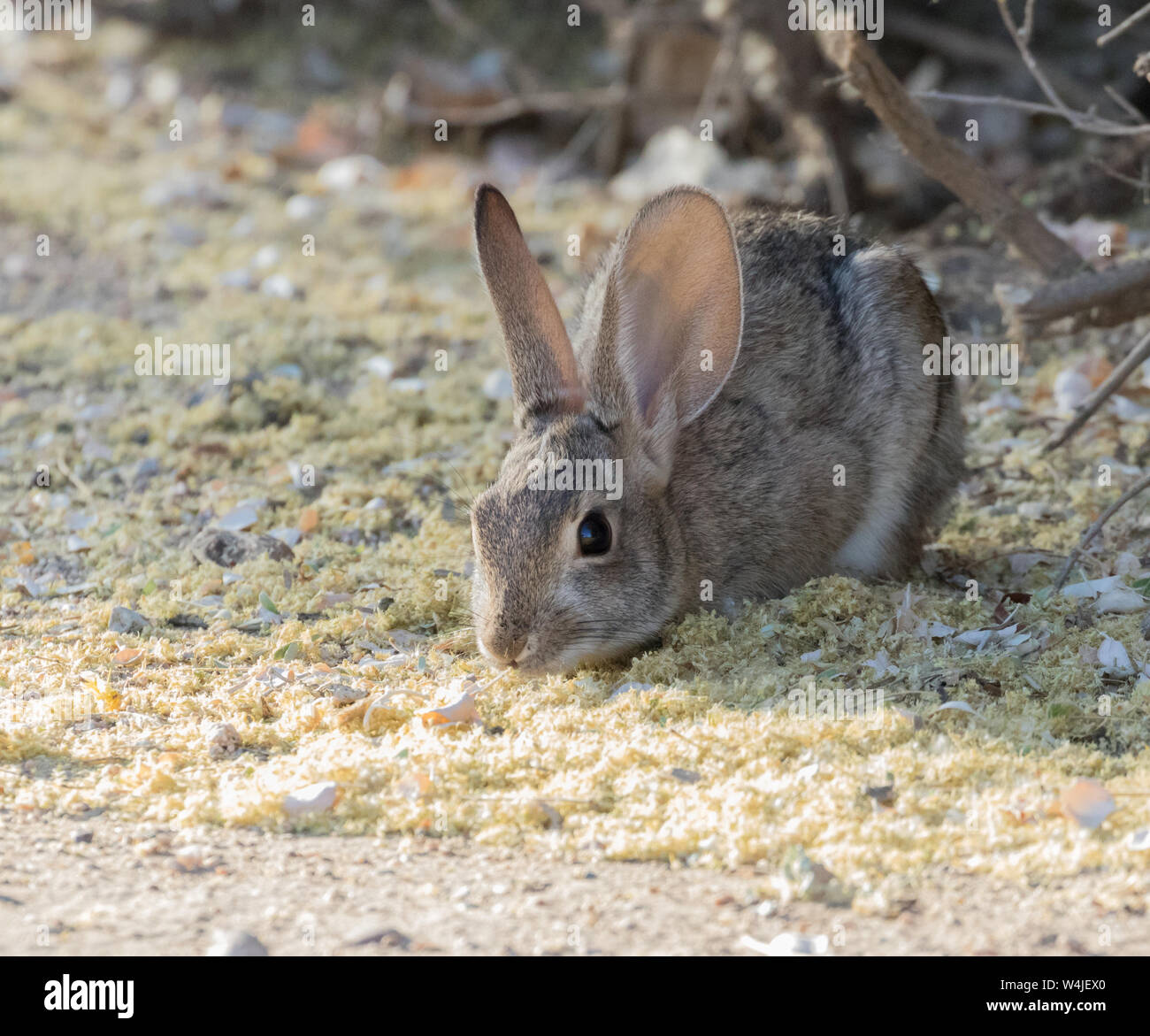 Desert Cottontail in Arizona Stock Photo - Alamy