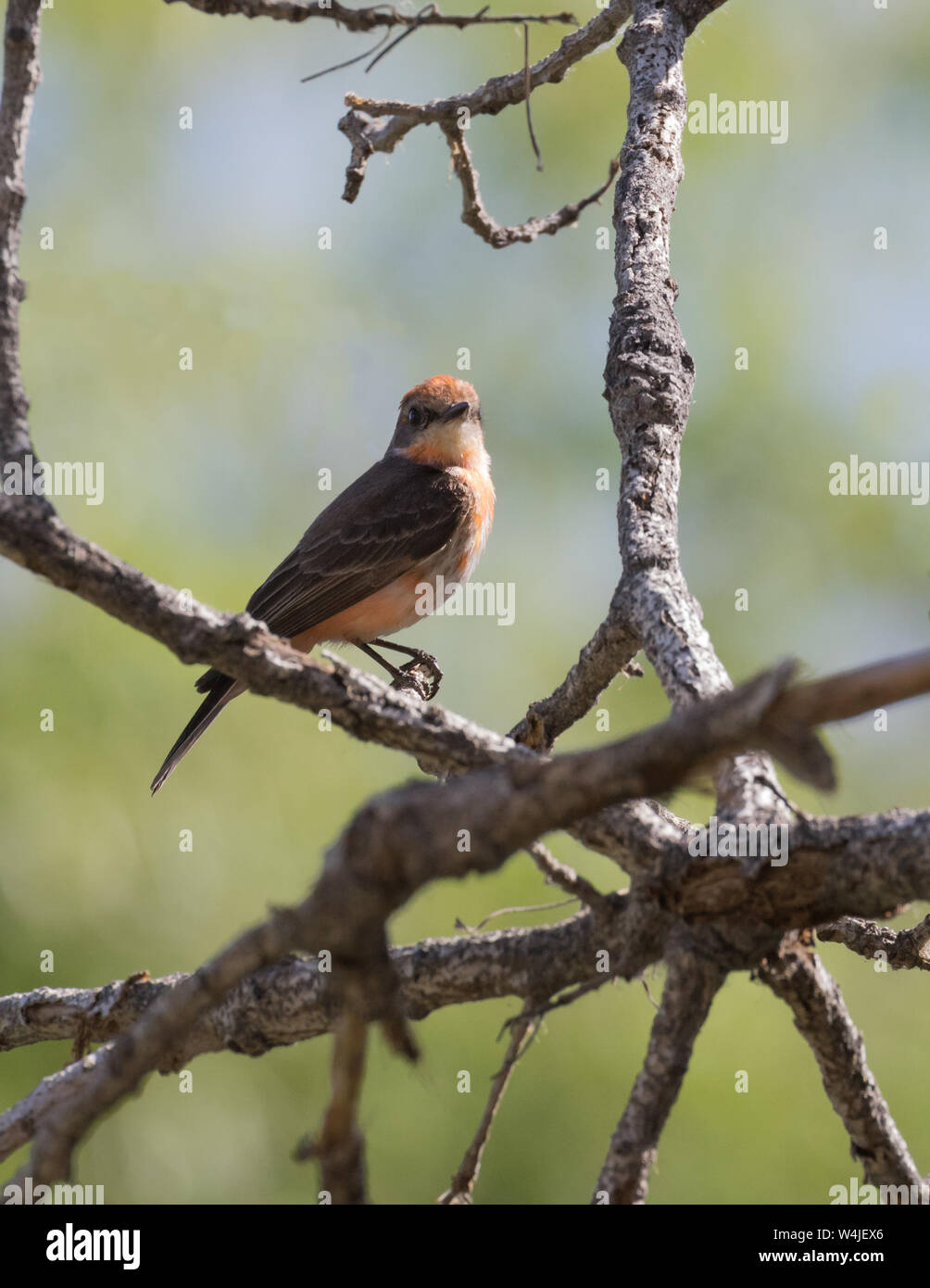 Scarlet flycatcher hi-res stock photography and images - Alamy