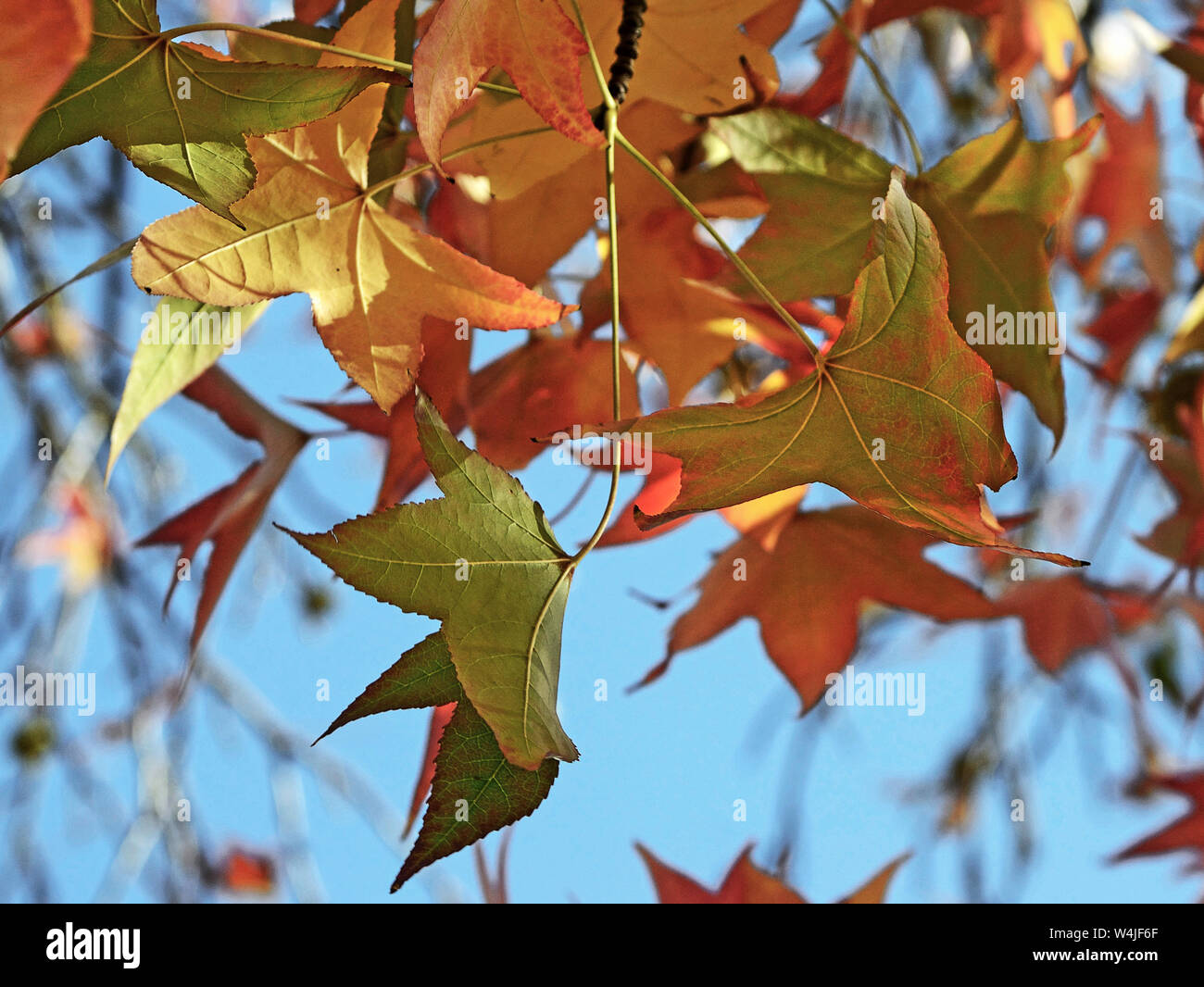 Dangling From Tree High Resolution Stock Photography and Images - Alamy