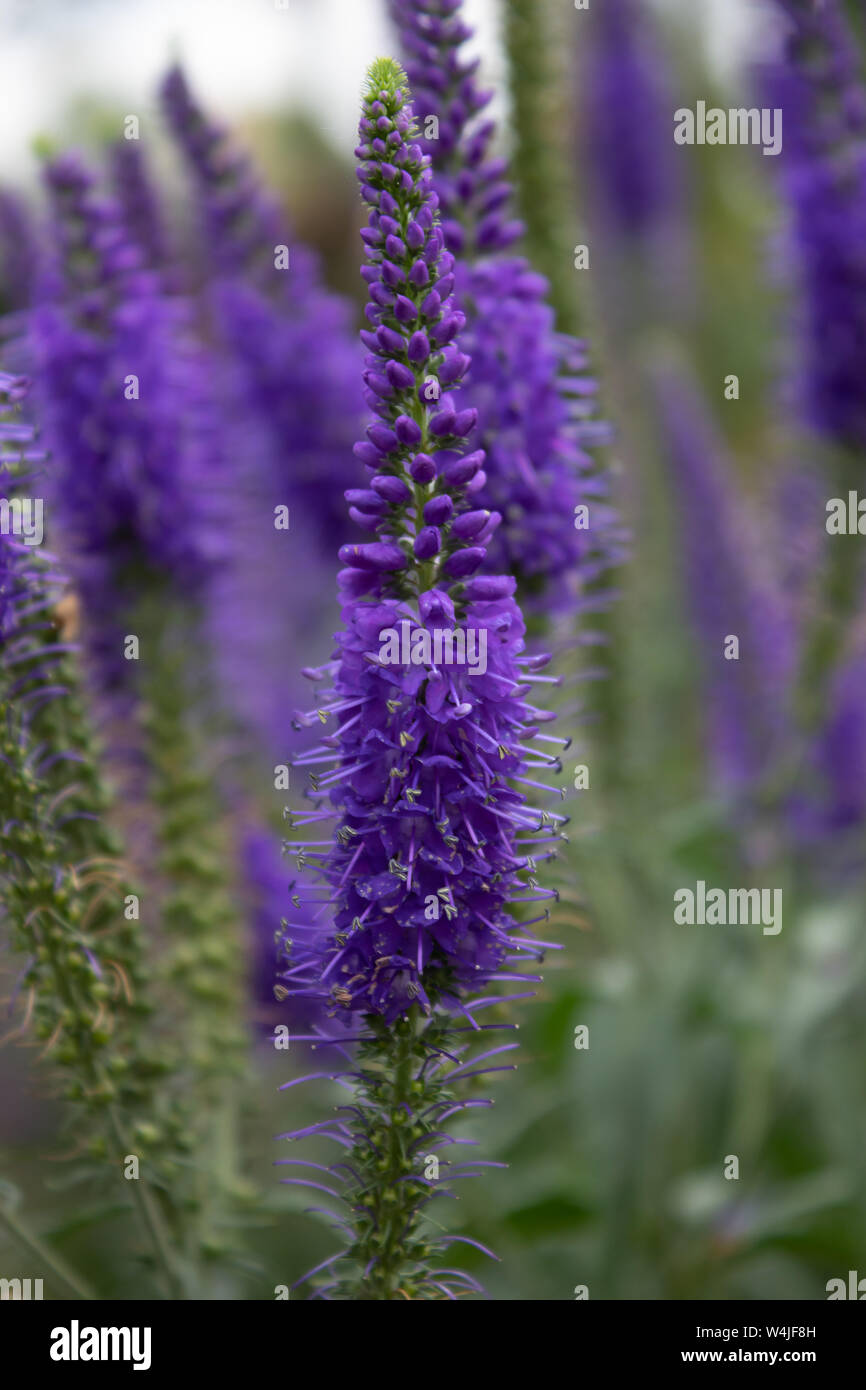 Purple Veronica Stock Photos & Purple Veronica Stock Images - Alamy
