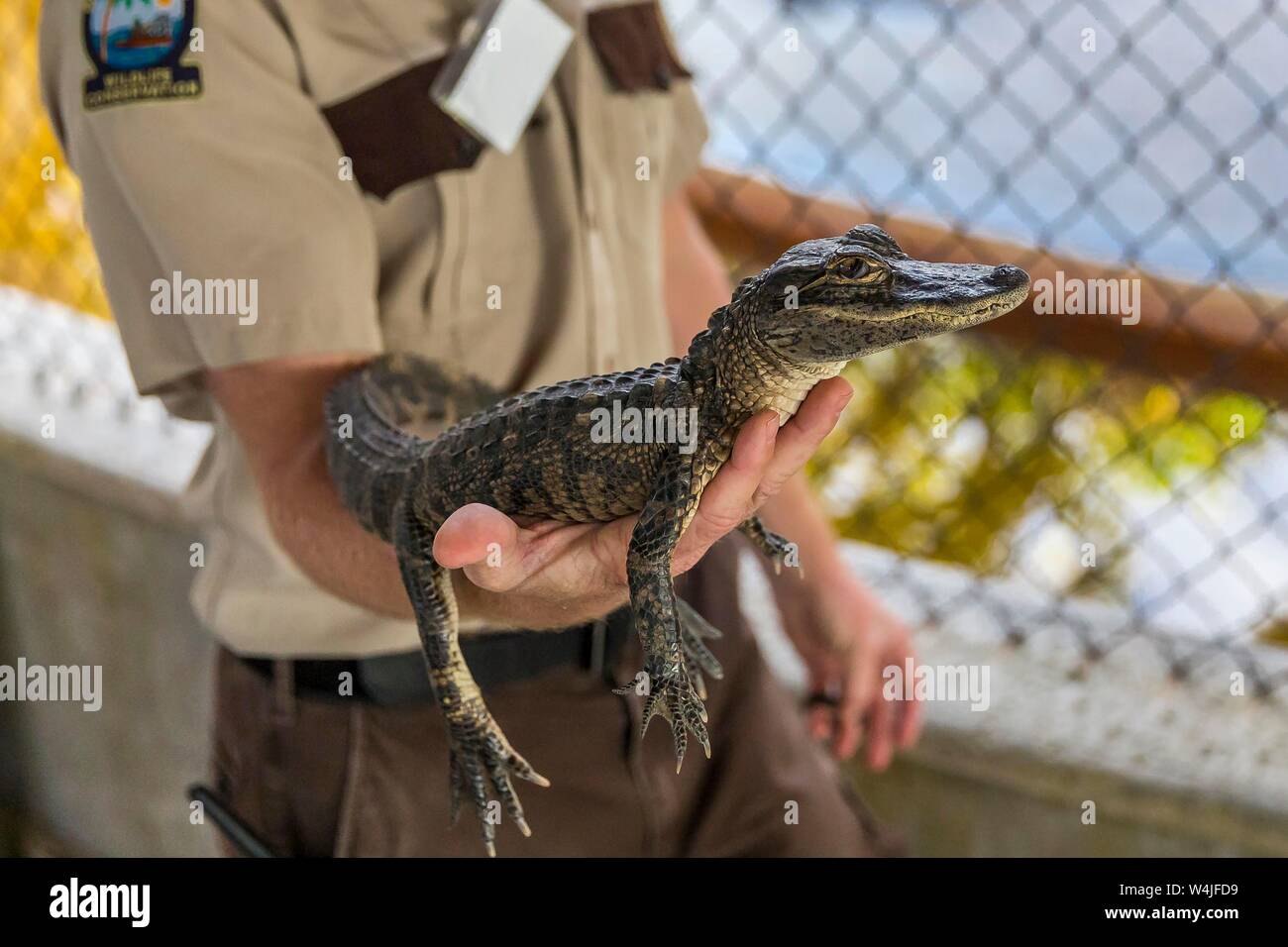 Ranger holds a two-year-old alligator (Alligator mississippiensis) on ...
