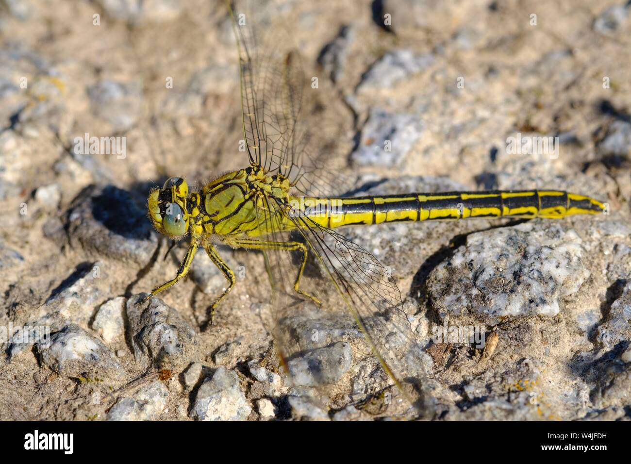 Gomphus pulchellus hi-res stock photography and images - Alamy