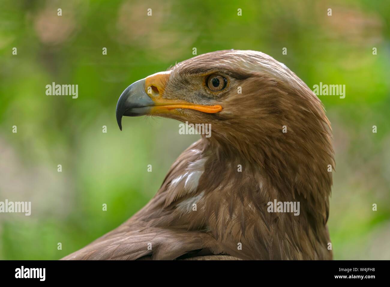 Golden eagle aquila chrysaetos germany hi-res stock photography and ...