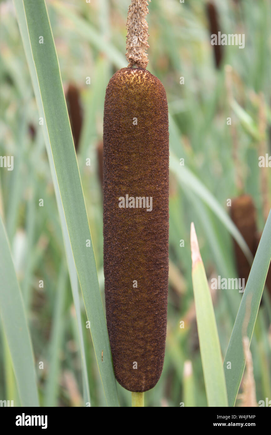 Cattail Typha Angustifolia High Resolution Stock Photography and Images ...
