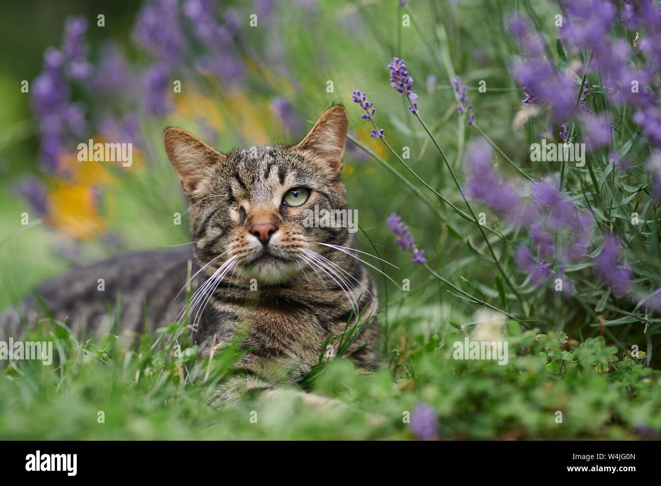 Tiger cat (Felis silvestris catus), blind on one eye, lies in lavender ...