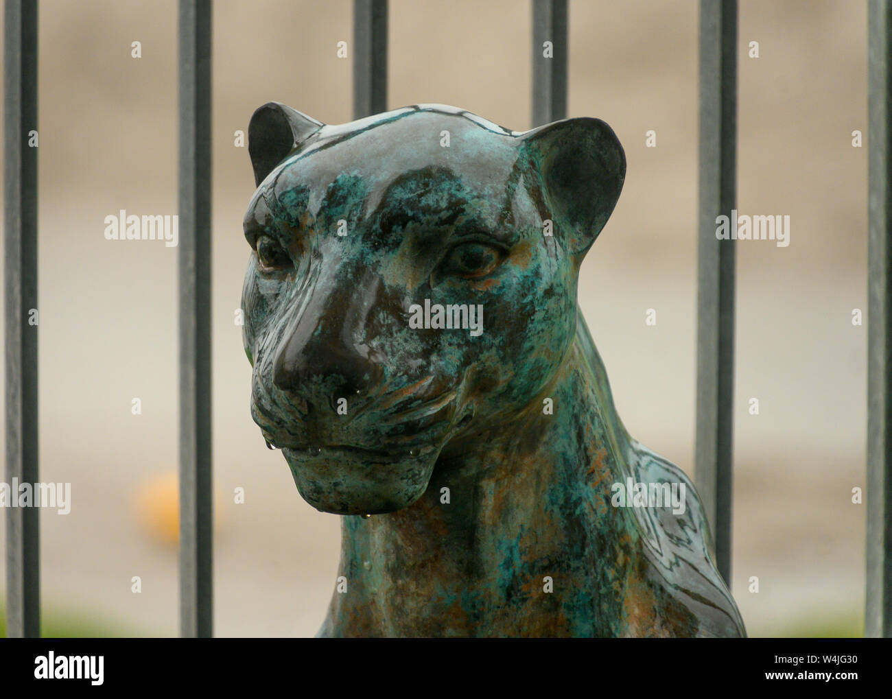 The head of a bronze leopard by sculptor Risnir Stock Photo - Alamy