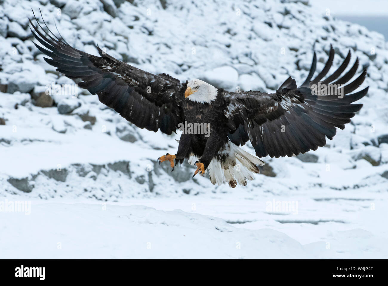 Bald eagle birds in hi-res stock photography and images - Alamy