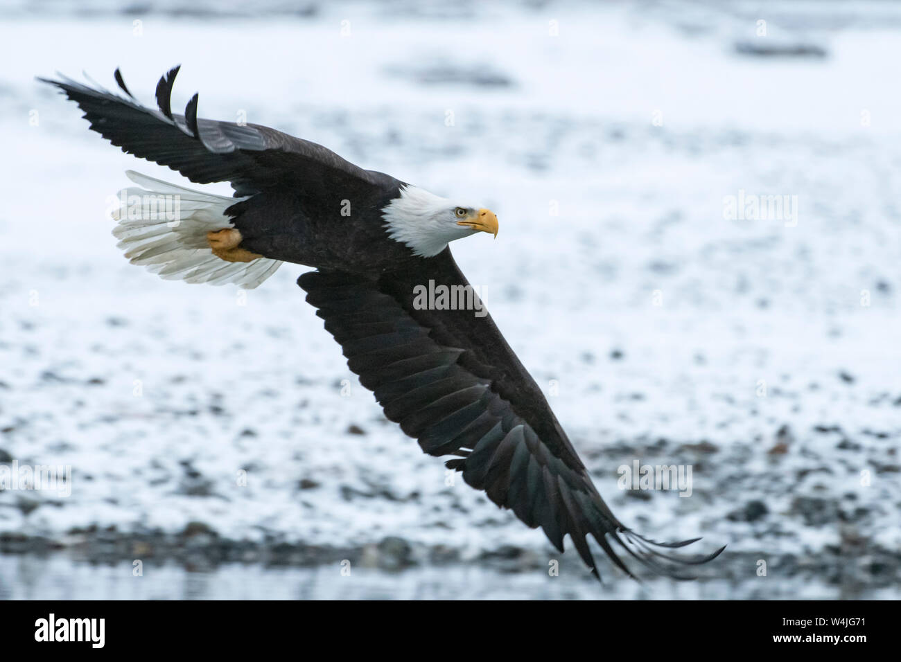 North America; United States; Alaska; Chilkat River; Wildlife; Birds ...