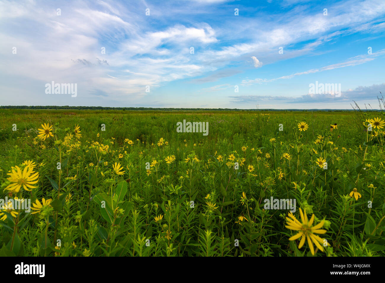 Compass in flower garden hi-res stock photography and images - Alamy