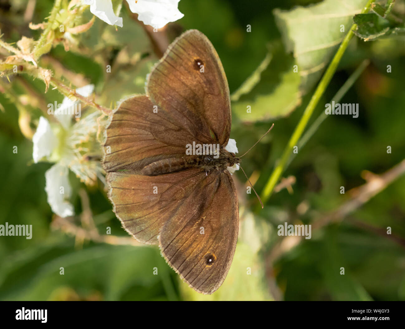 English butterfly hi-res stock photography and images - Alamy