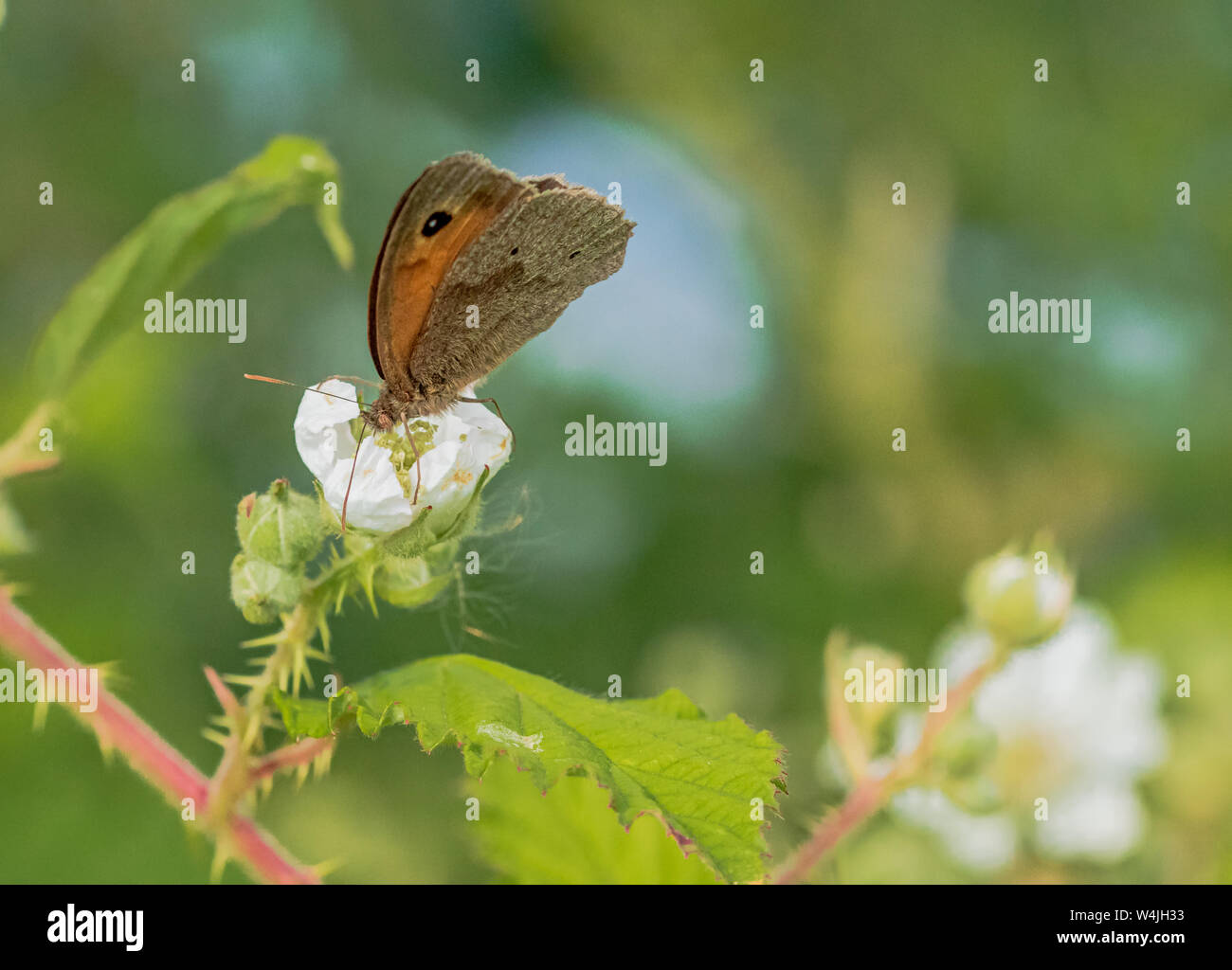 English butterfly hi-res stock photography and images - Alamy