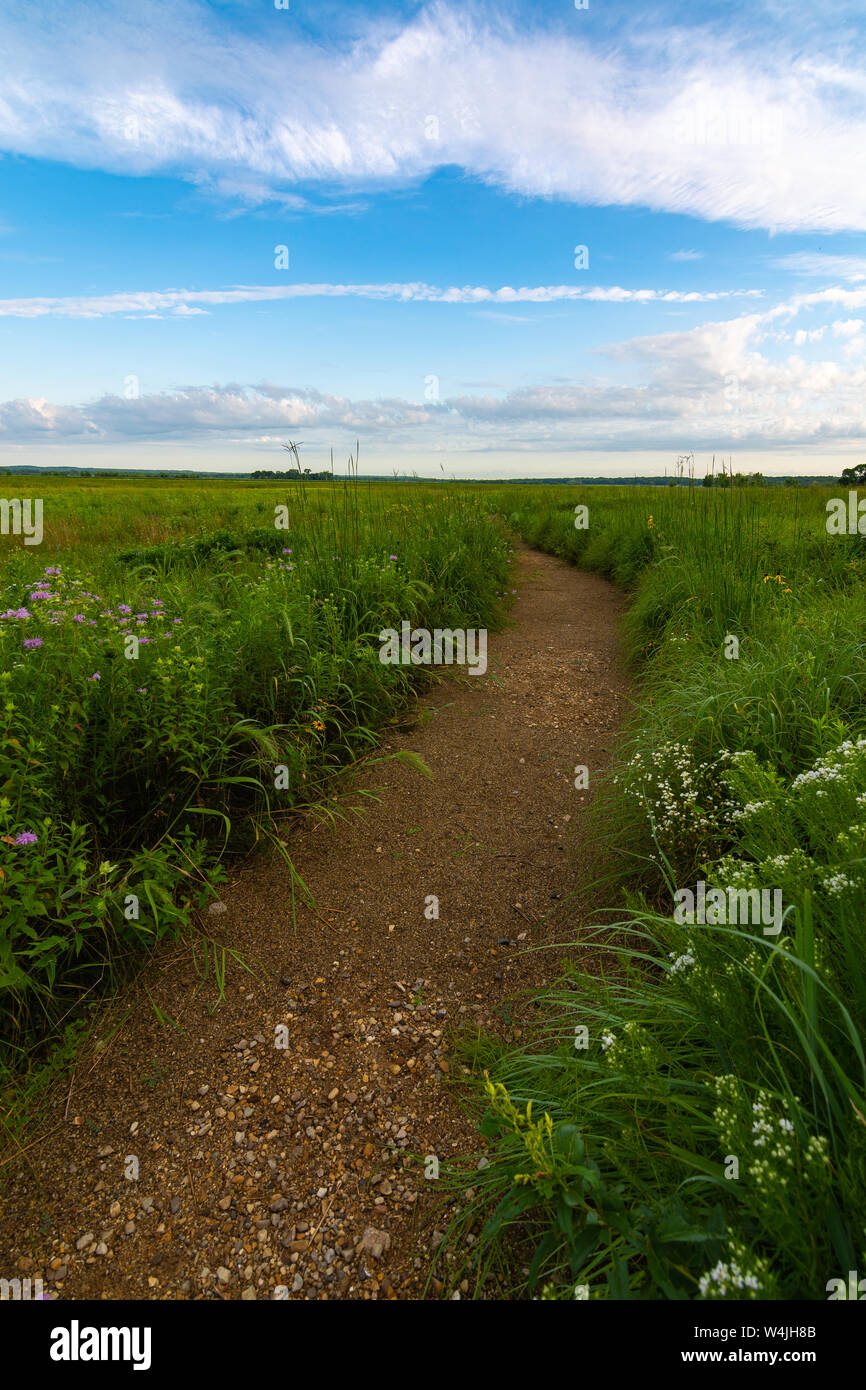 Dirt path through the wetlands on a beautiful Summer morning. Dixon ...