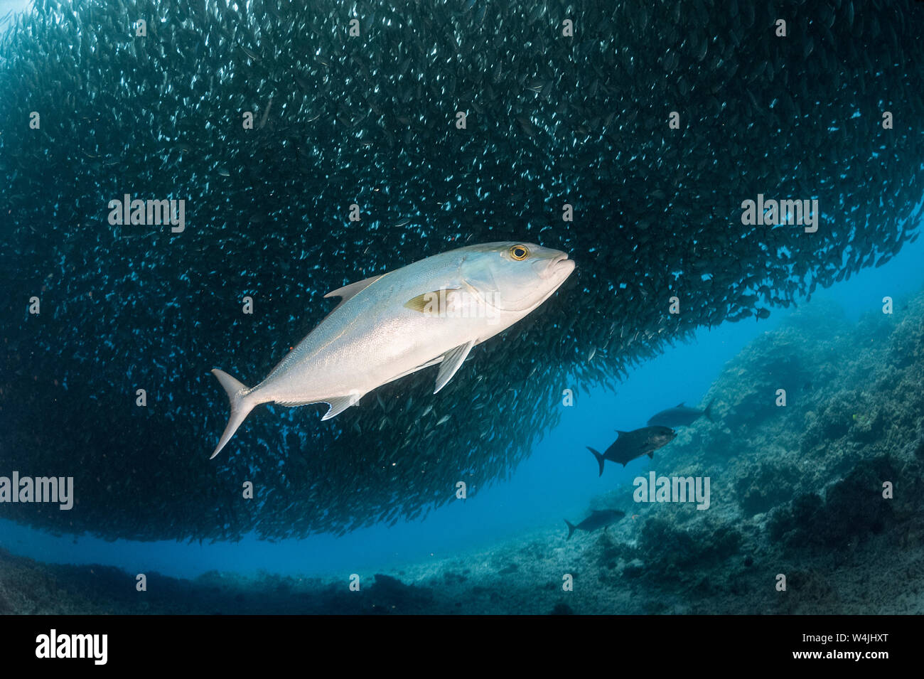 Hawaiian Big Eye Fish High Resolution Stock Photography and Images - Alamy