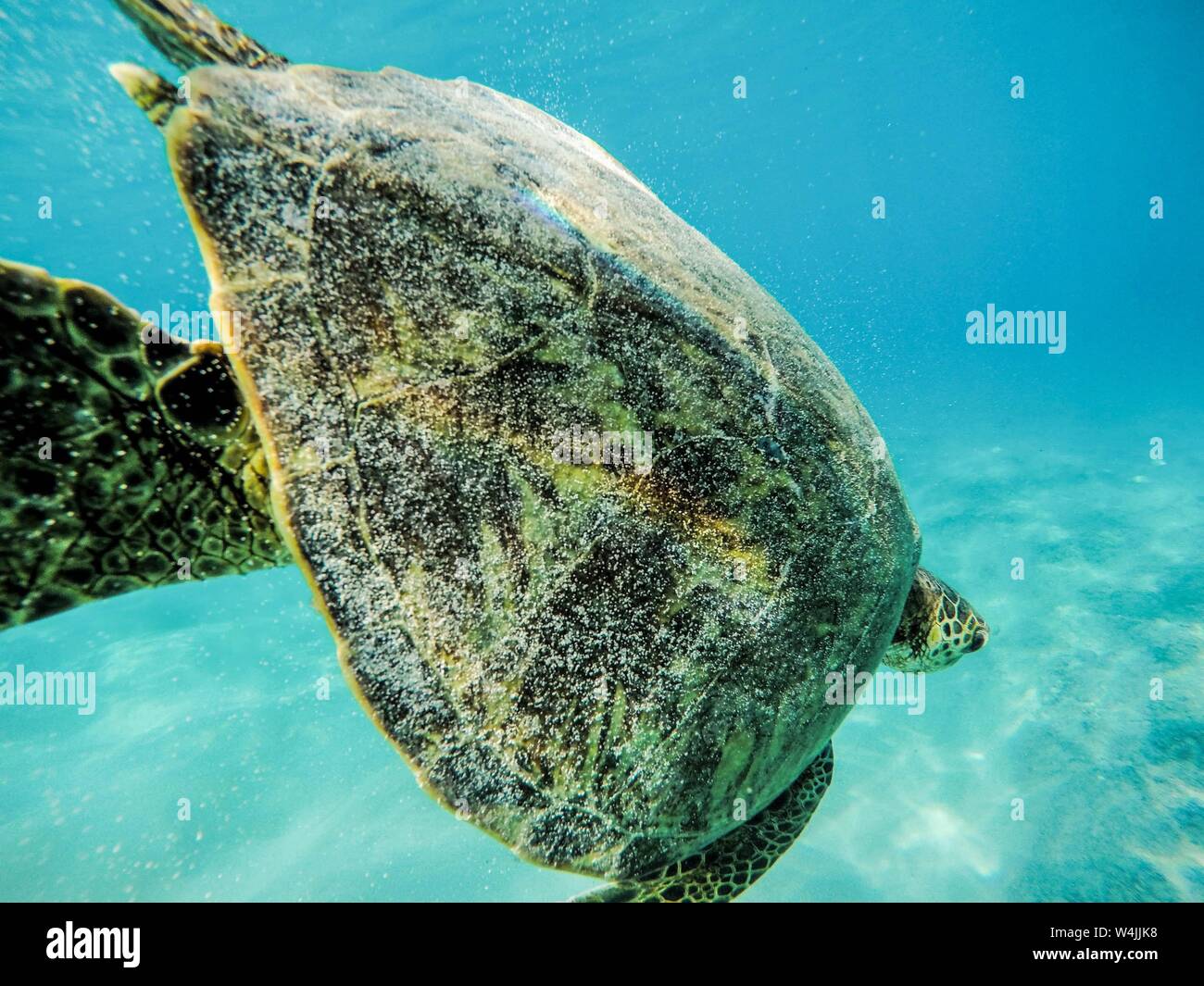 Caribbean turtle split hi-res stock photography and images - Alamy