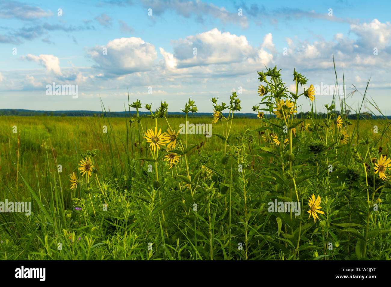 Sunflowers in dixon hi-res stock photography and images - Alamy