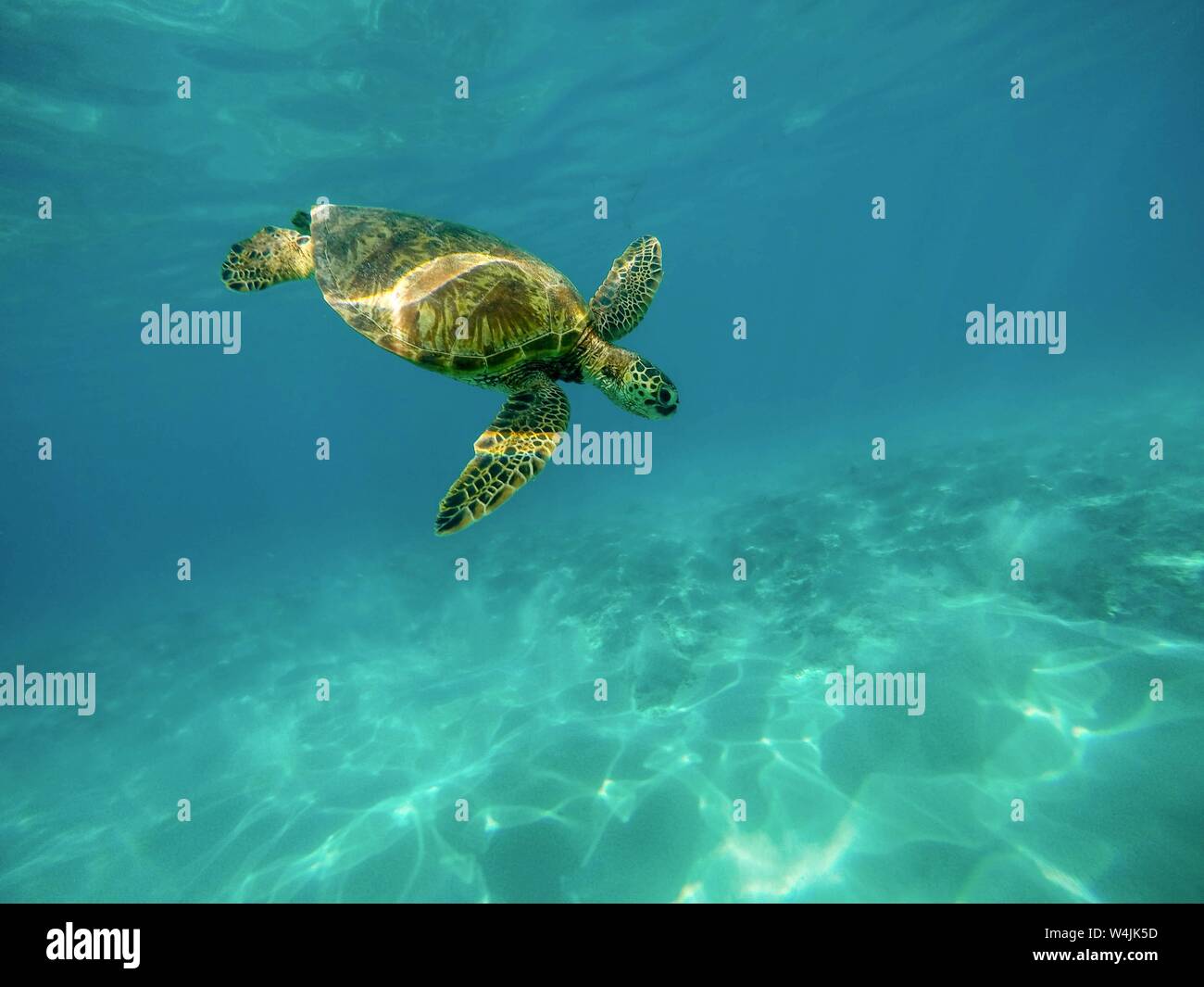 Caribbean turtle split hi-res stock photography and images - Alamy