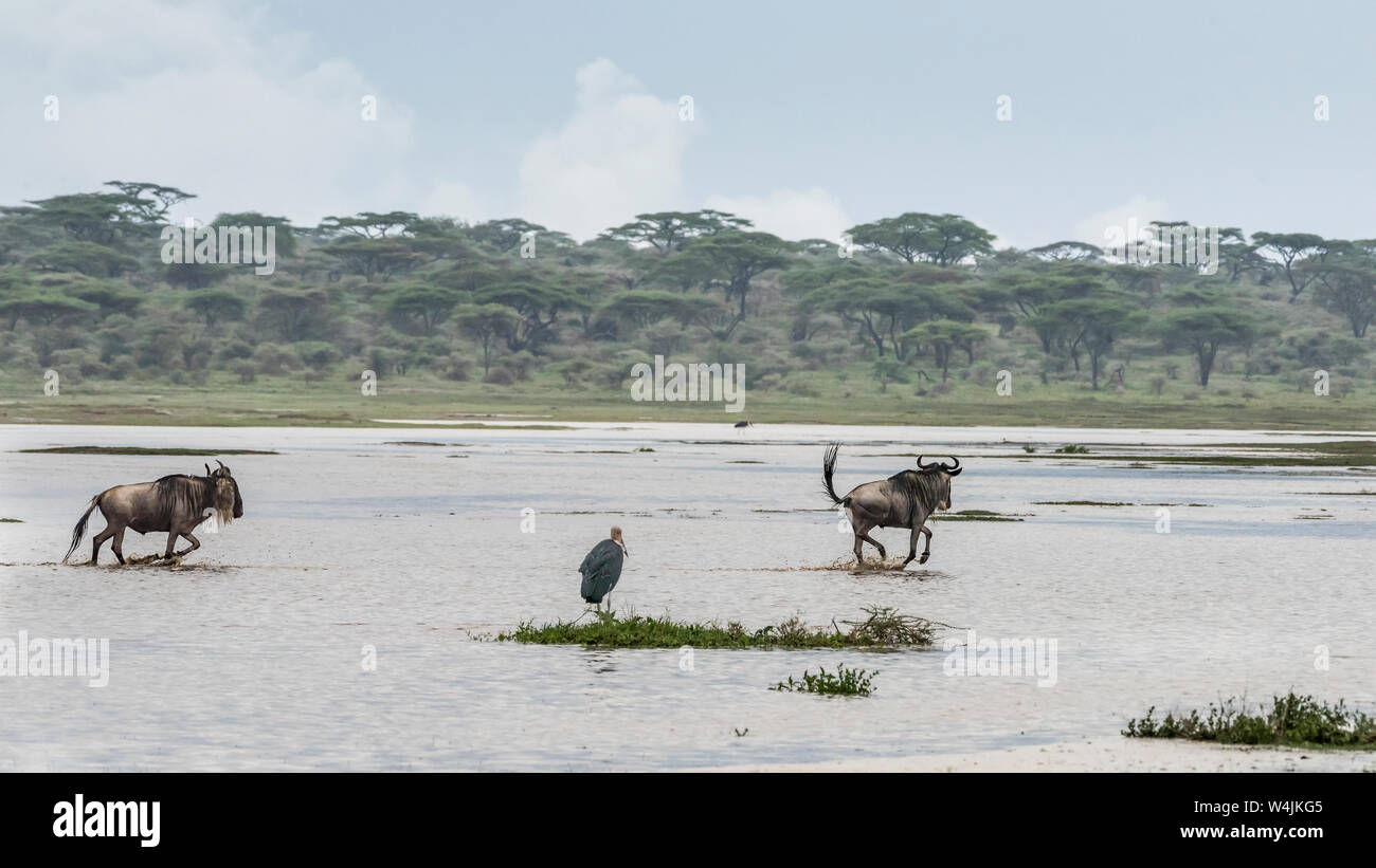 Start of rainy season hi-res stock photography and images - Alamy